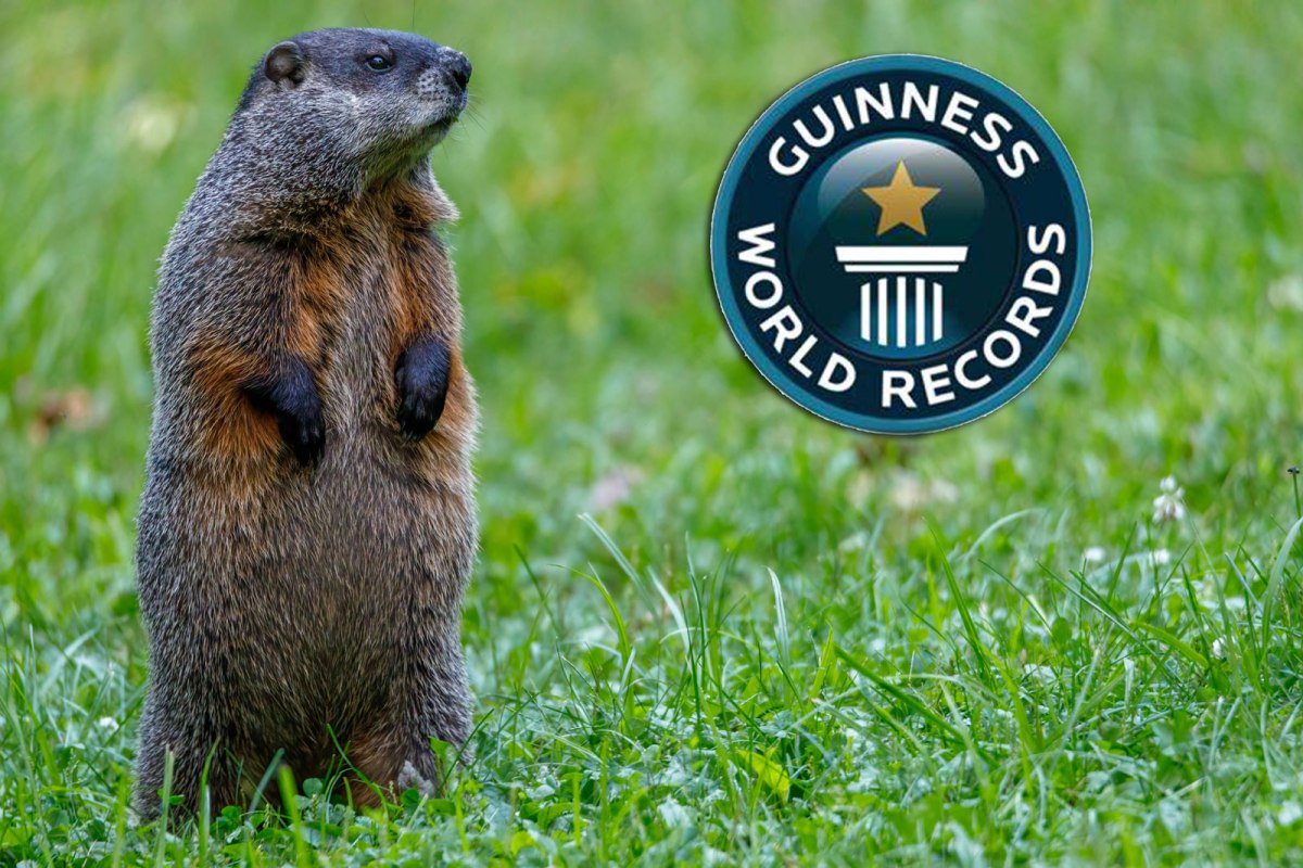 Woodchuck sets world record for most wood chucked by a woodchuck ...